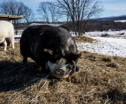 Our Pigs | WhistlePig Whiskey