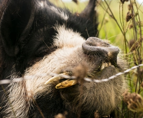 Our Pigs | WhistlePig Whiskey