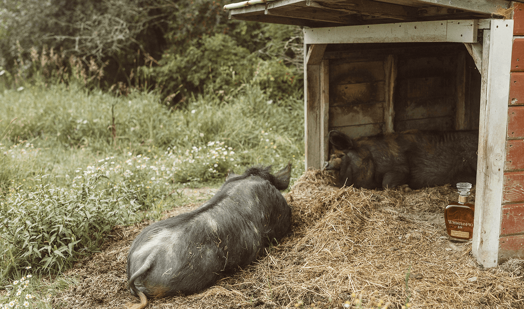 Our Pigs | WhistlePig Whiskey
