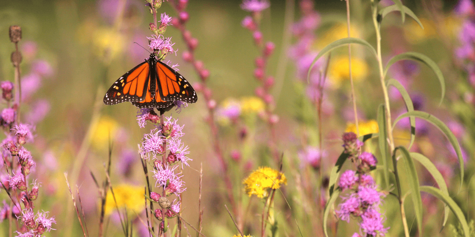 Native Plants of Saskatchewan