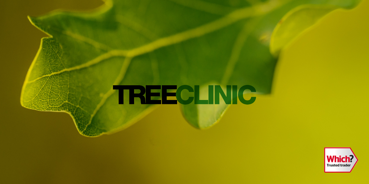 Tree Clinic - Which? Trusted Tree Surgeons