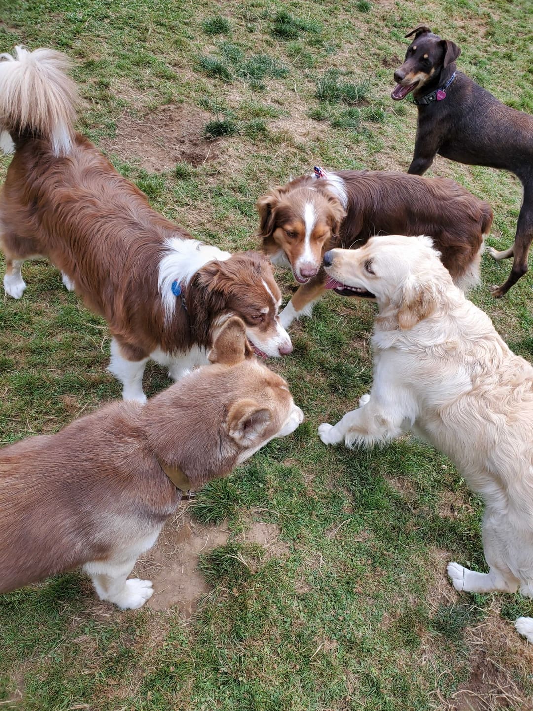 Countryside Pet Resort and Spa