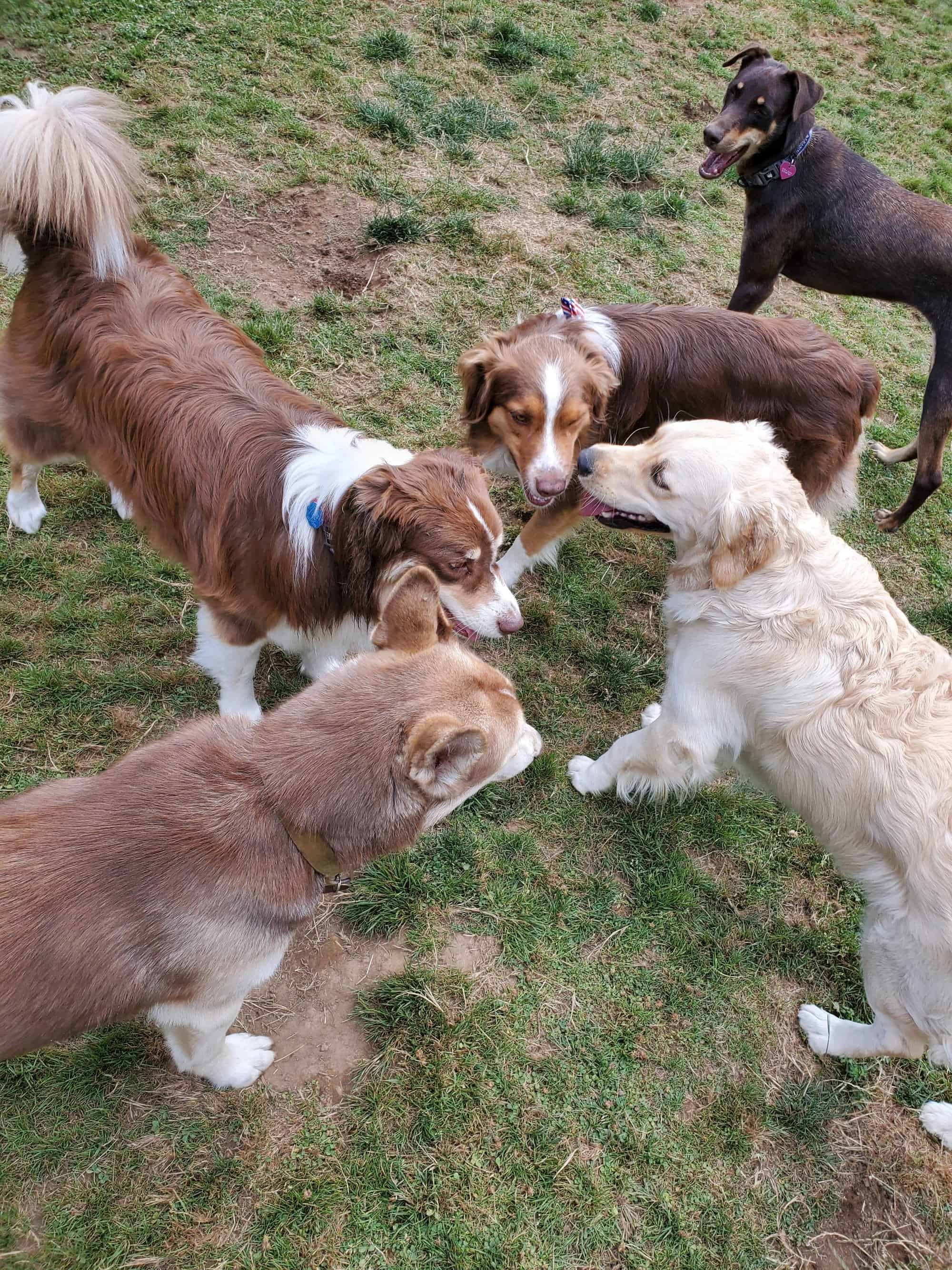 Countryside Pet Resort and Spa