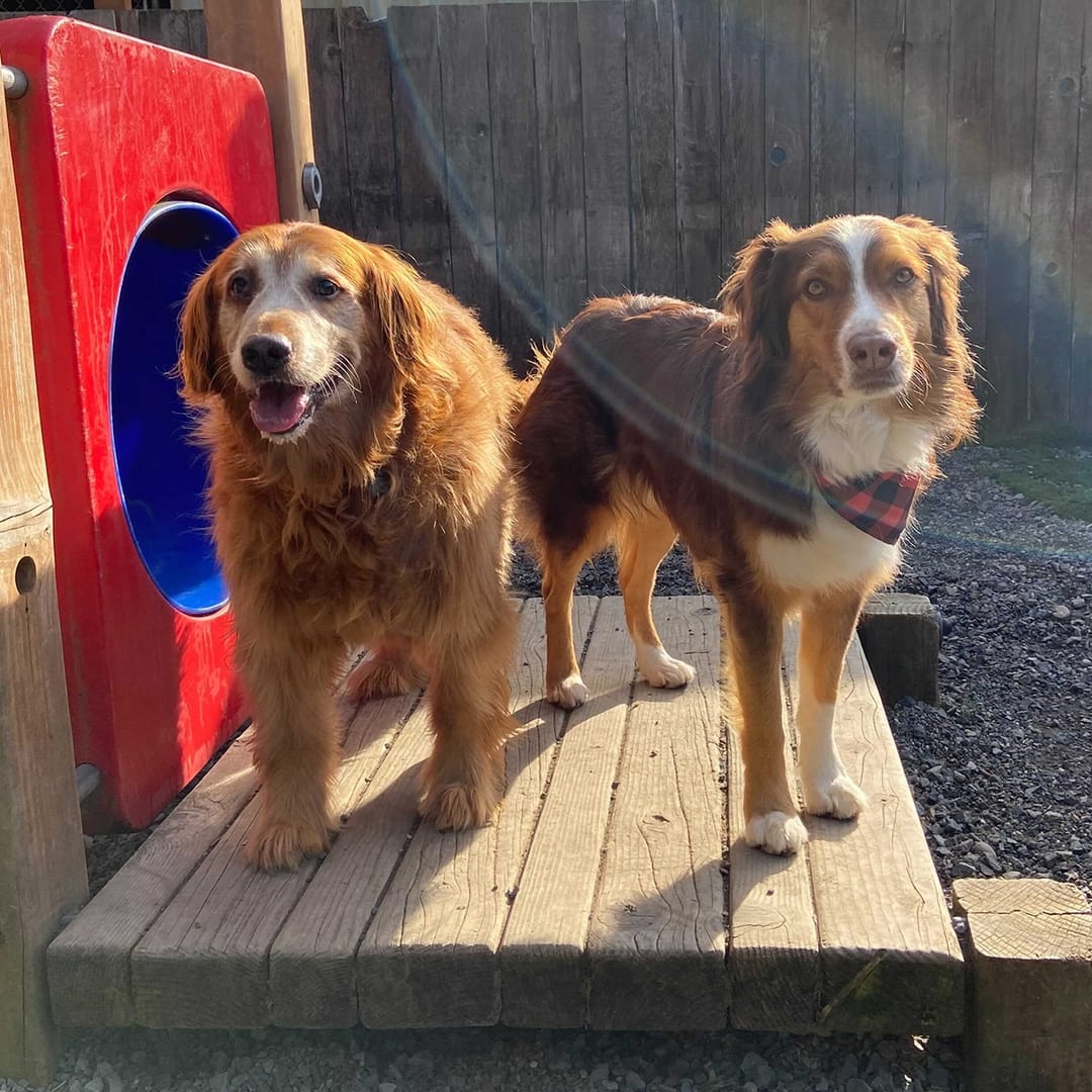 Countryside Pet Resort and Spa