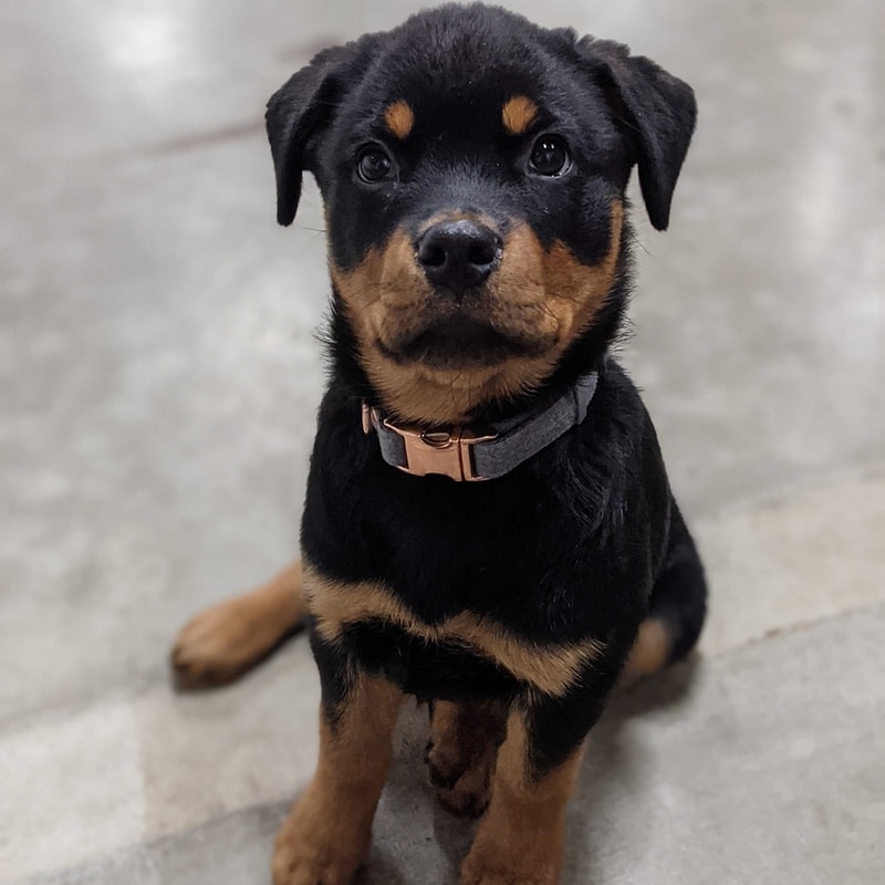 Countryside Pet Resort and Spa