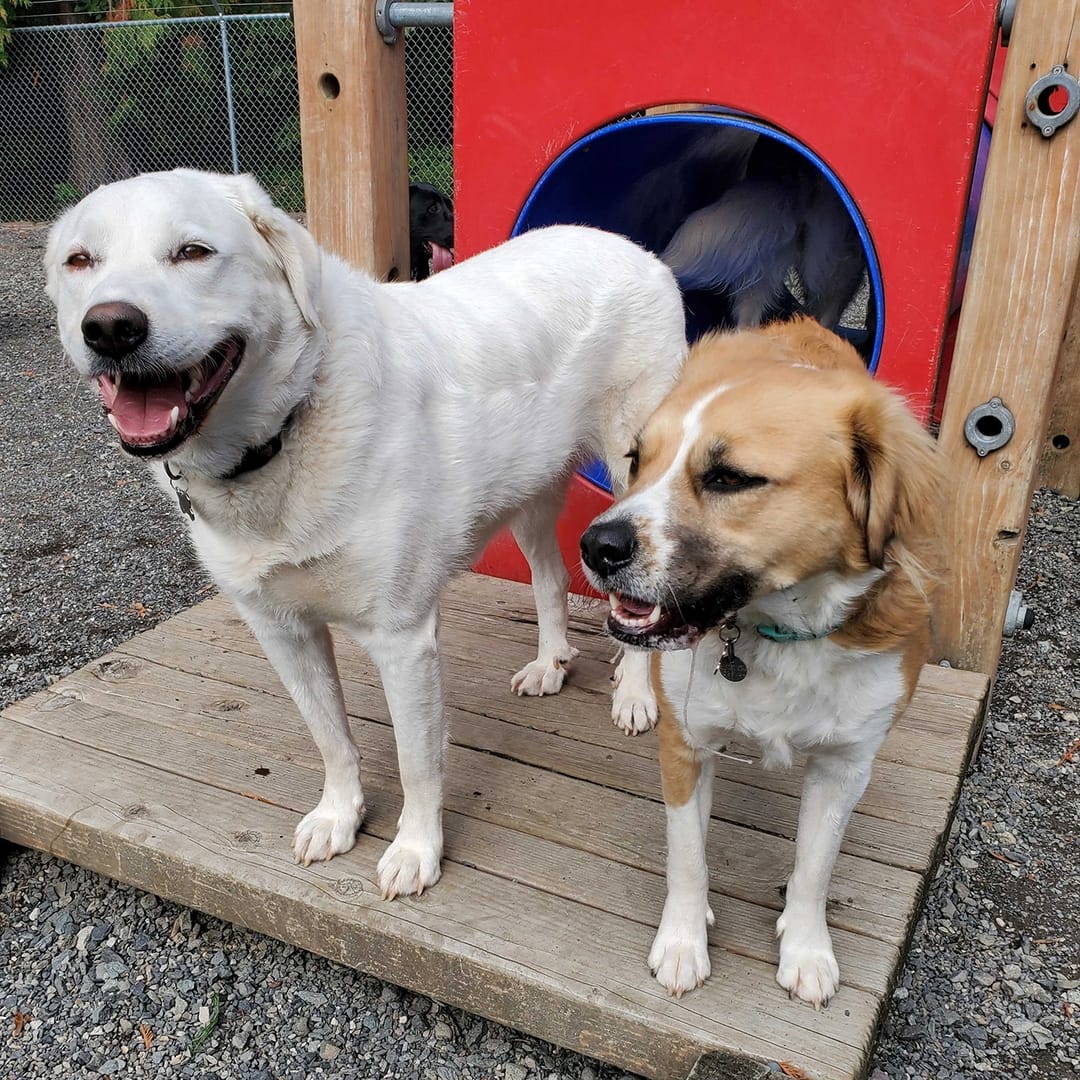 Countryside Pet Resort and Spa