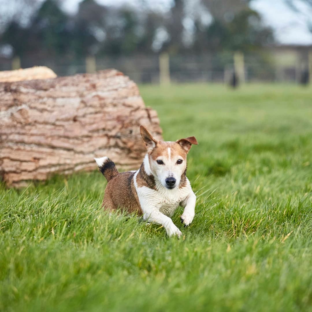 Secure Dog Field To Hire | Norfolk | Martham Paw Ground