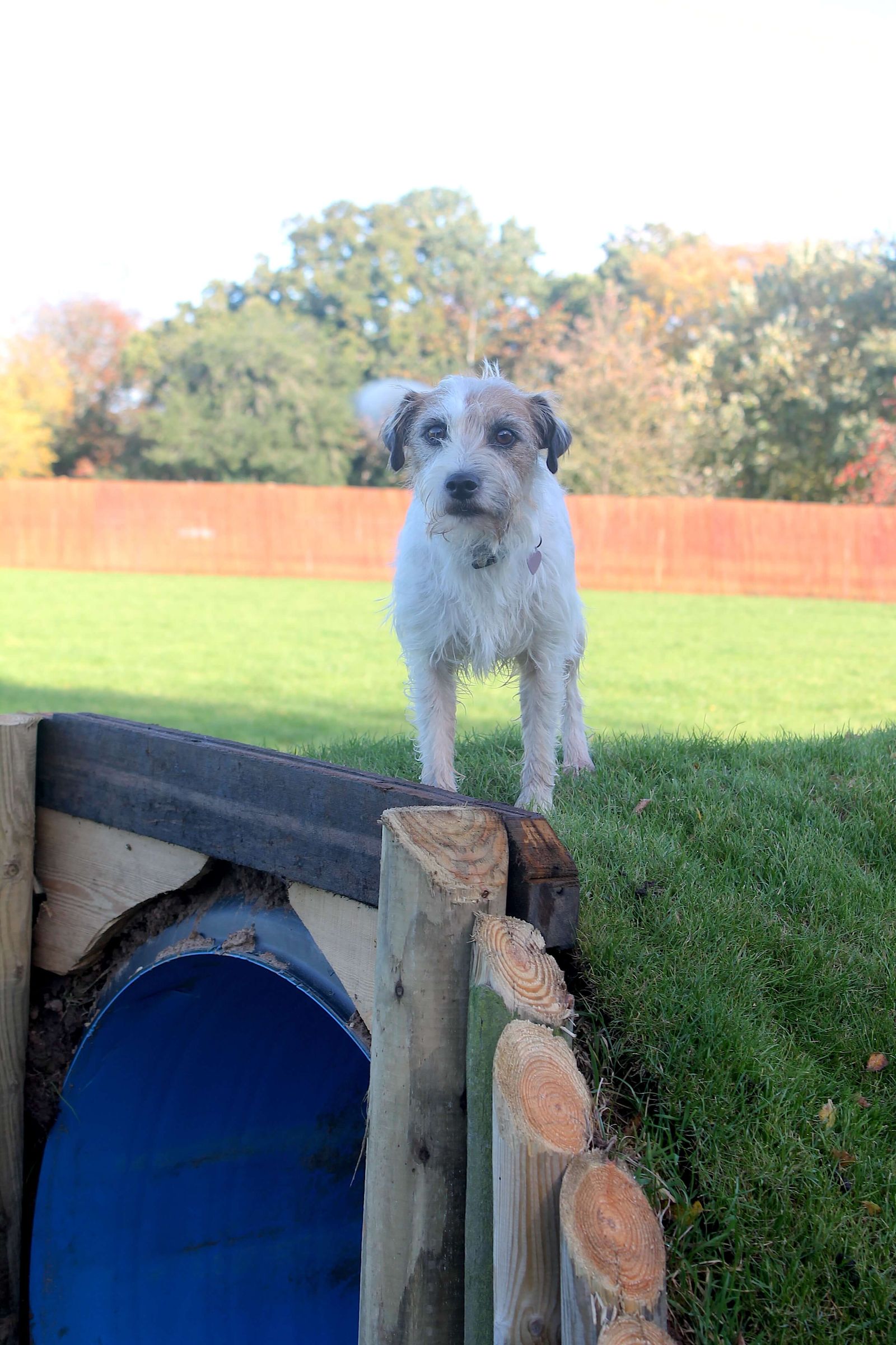 Secure Dog Field To Hire | Norfolk | Martham Paw Ground