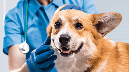 ELEARNING.VET - Continuous Learning For Veterinary Professionals