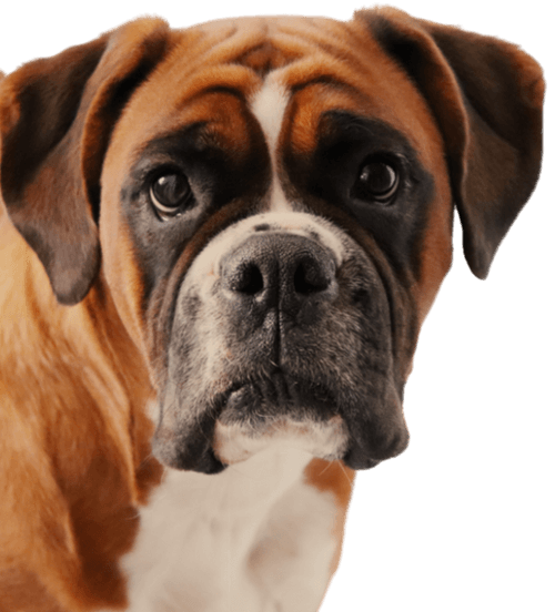 Veterinary Cardiologist in NYC - The Animal Cardiology Center (TACC)