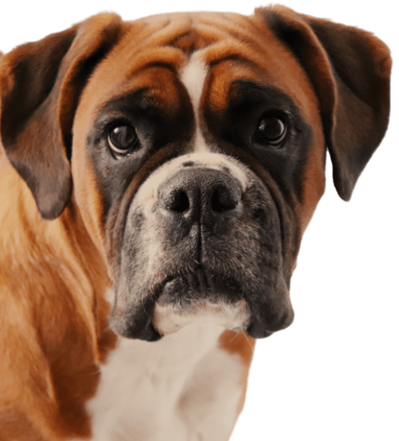 Veterinary Cardiologist in NYC - The Animal Cardiology Center (TACC)