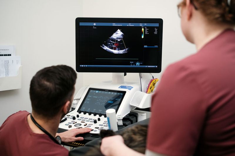 The Animal Cardiology Center (TACC) | New York Veterinary Cardiologist ...