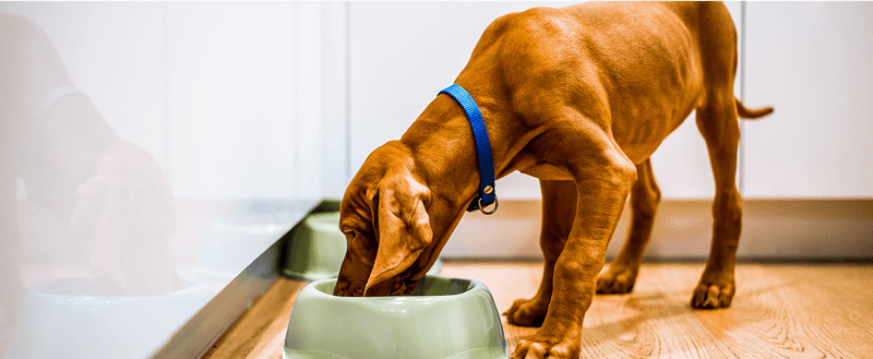 Myxomatous Mitral Valve Disease in Dogs - TACC Blog
