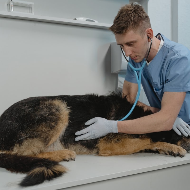 Richboro Veterinary Hospital | Your Small Animal Vet in Richboro, PA