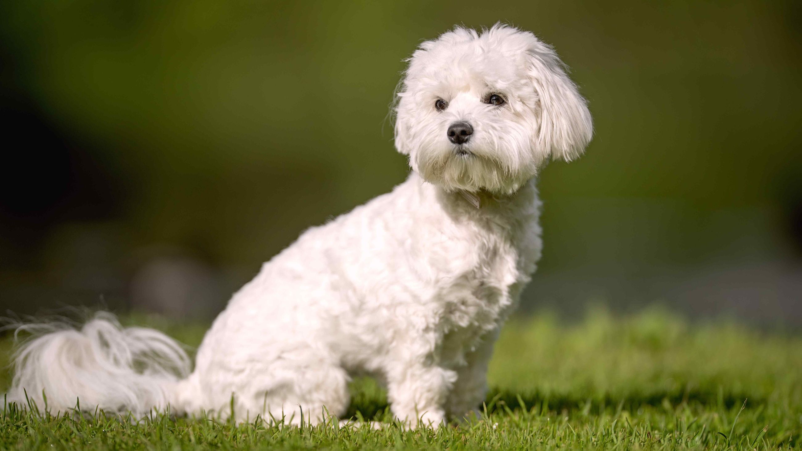 Liste de toutes les races de chien - Japhy