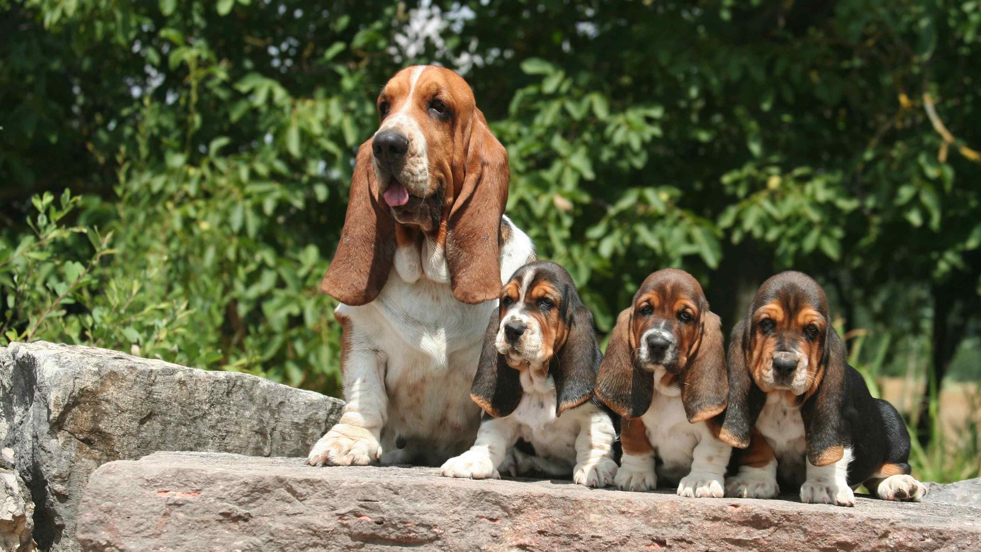 Liste de toutes les races de chien - Japhy