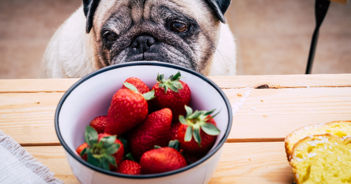 Mon chien peut-il manger une fraise ? | Bienfaits et dangers