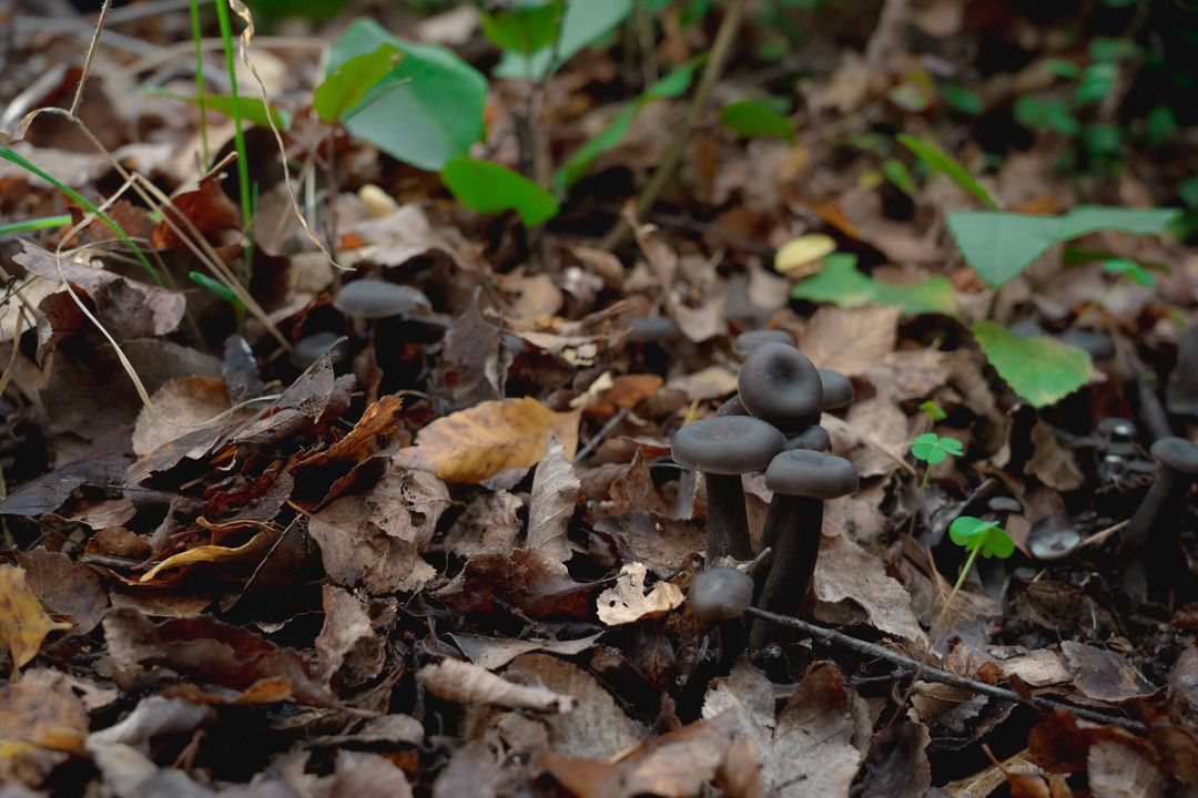 Fungi Foundation