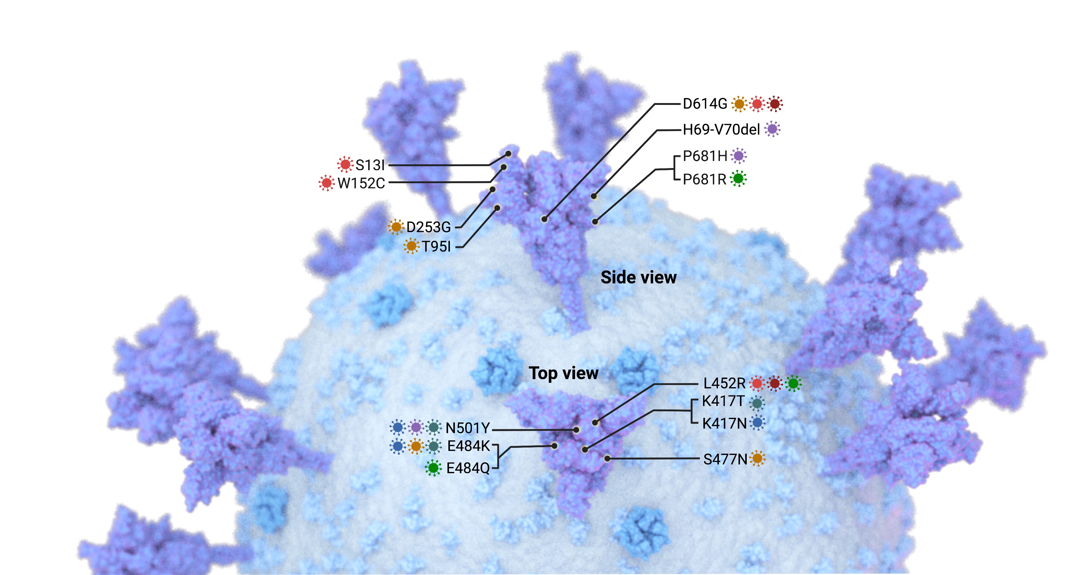 Infographic on SARS-CoV-2 Variants of Concern with Dr. Angela Rasmussen