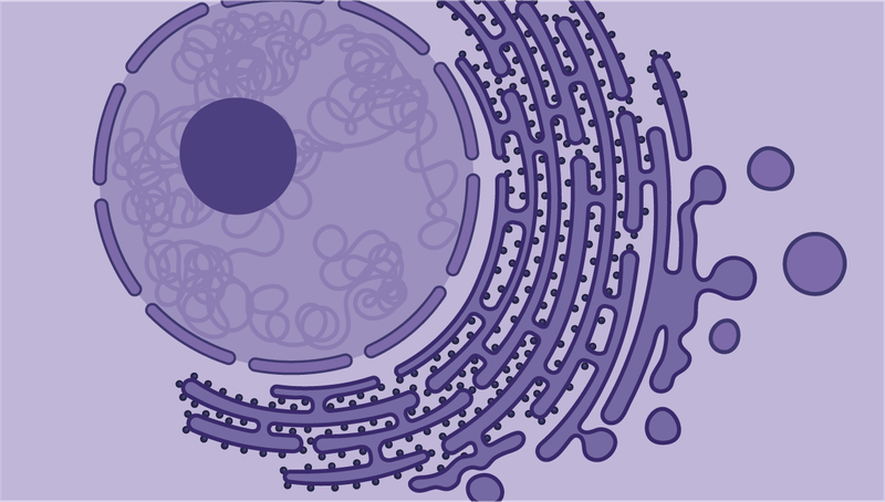 Free Cell Structures Icons, Symbols & Images | BioRender