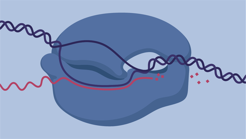 Free Proteins Icons, Symbols & Images | BioRender