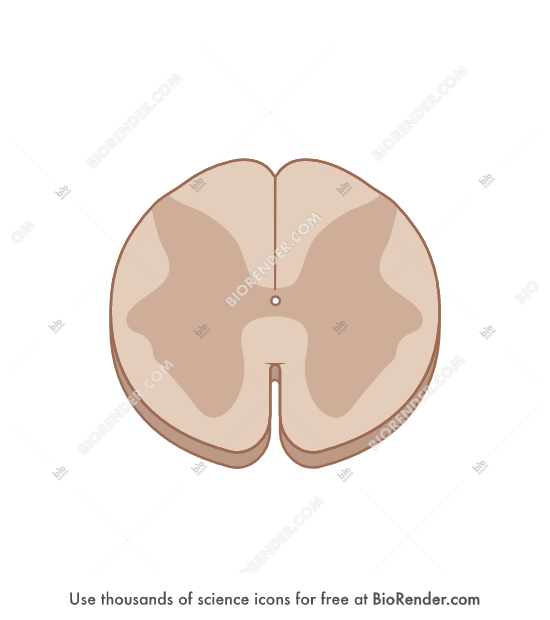 Free Spinal cord cross-section (S3) Icons, Symbols & Images | BioRender