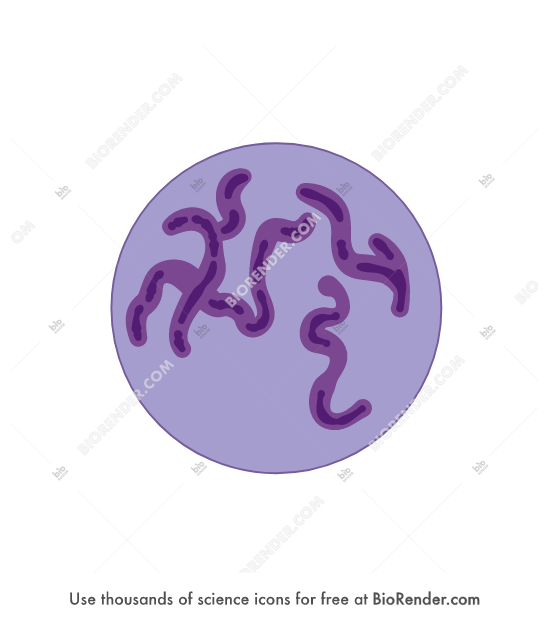 Free Reticulocyte Icons, Symbols & Images | BioRender