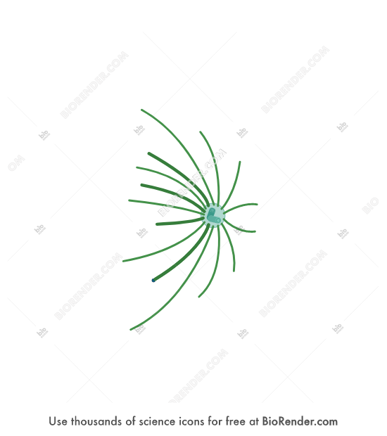 Free Spindle Apparatus, 5 Icons, Symbols & Images | BioRender