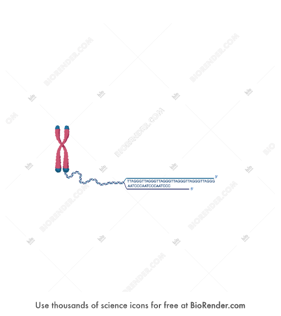 Free Telomere Icons, Symbols & Images | BioRender