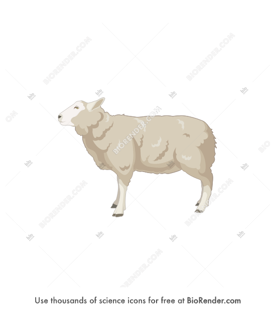 Free Sheep Icons, Symbols & Images | BioRender