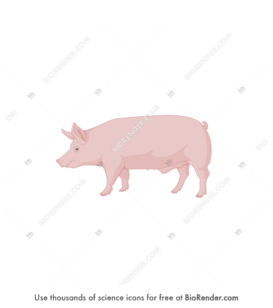 Free Pig Icons, Symbols & Images | BioRender