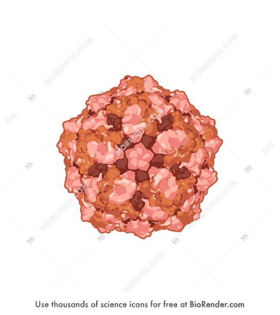 Free Porcine parvovirus (PPV) Icons, Symbols & Images | BioRender