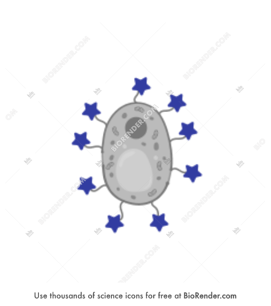 Free Yeast display (star) Icons, Symbols & Images | BioRender
