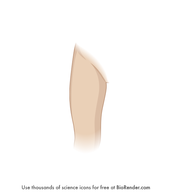 Free Upper leg Icons, Symbols & Images | BioRender
