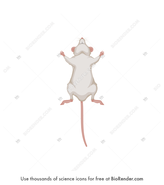 Free Mouse (supine) Icons, Symbols & Images | BioRender