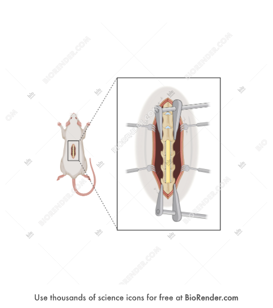 Free Rat lumbar spinal surgery Icons, Symbols & Images | BioRender