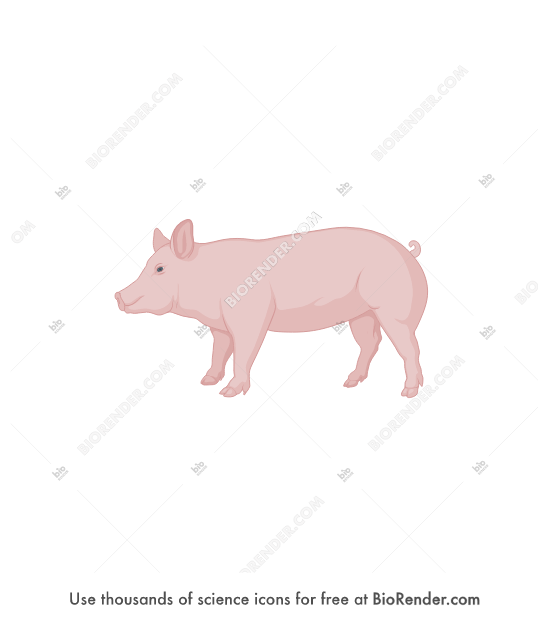 Free Pig (adolescent) Icons, Symbols & Images | BioRender