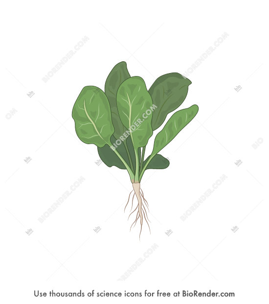 Free Spinach (Spinacia oleracea) Icons, Symbols & Images | BioRender