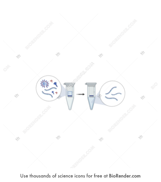 Free RNA extraction (deactivated SARS-CoV-2 virus) Icons, Symbols & Images | BioRender