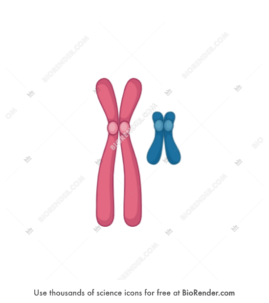 Free XY chromosomes Icons, Symbols & Images | BioRender