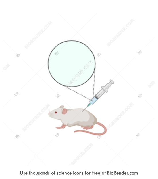 Free Mouse (with syringe) Icons, Symbols & Images | BioRender