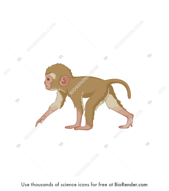 Free Rhesus macaque monkey (infant) Icons, Symbols & Images | BioRender