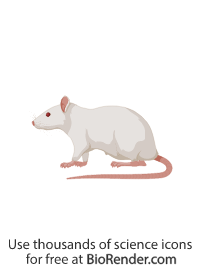 Free Rat (lateral 2) Icons, Symbols & Images | BioRender
