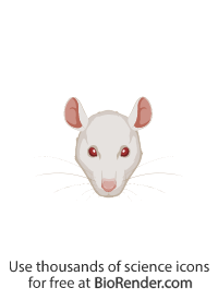 Free Rat head (anterior) Icons, Symbols & Images | BioRender