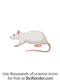 Free Rat (lateral, curved tail) Icons, Symbols & Images | BioRender