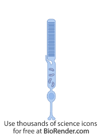 Free Rod photoreceptor (with mitochondria) Icons, Symbols & Images ...