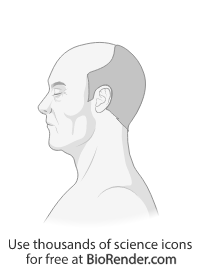 Free Elderly male head (lateral) Icons, Symbols & Images | BioRender