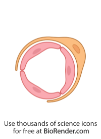 Free Pericyte (wrapping around endothelial cells) Icons, Symbols ...