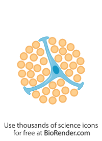 Free Schwann cell (precursor) Icons, Symbols & Images | BioRender