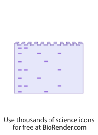 Free Gel electrophoresis (front view with bands) Icons, Symbols ...